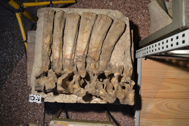 Bonapartesaurus, a new Gondwana saurolophine. | Luis V. Rey Blog