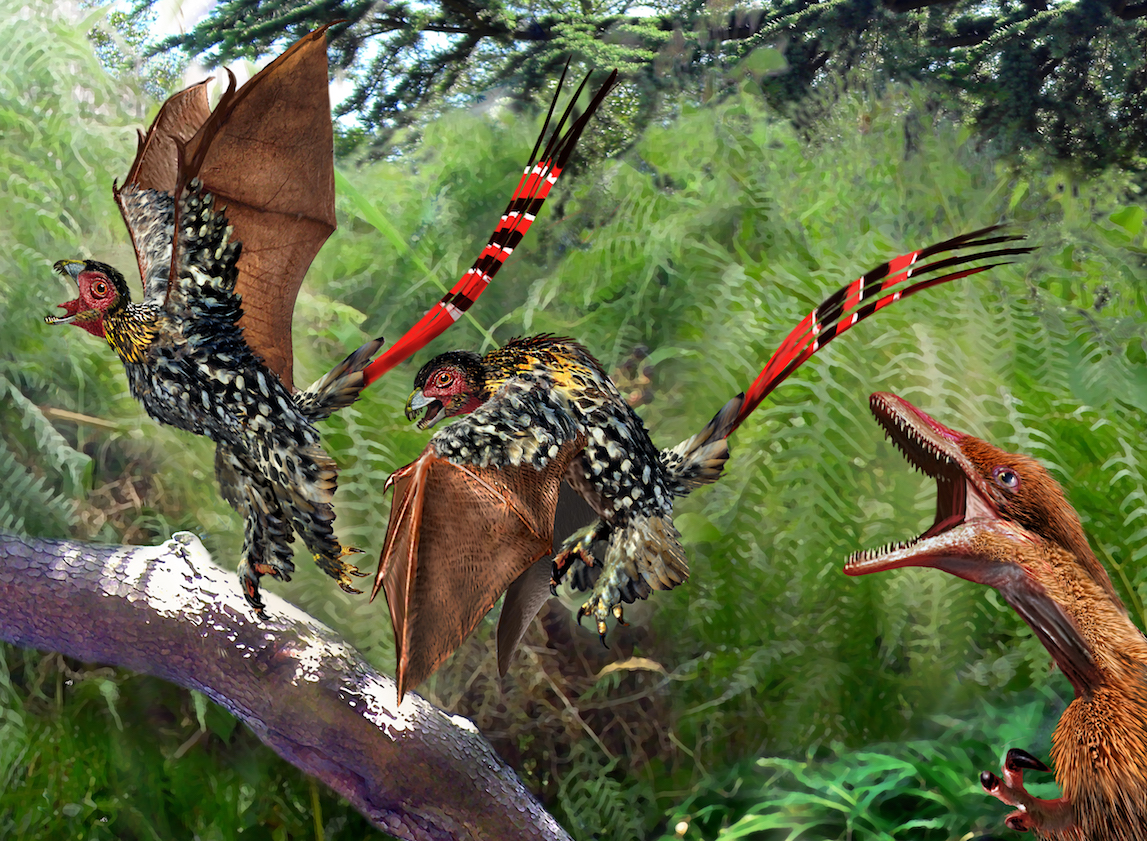 Swerving across the path of controversy… Sinosauropteryx and Yi Qi ...