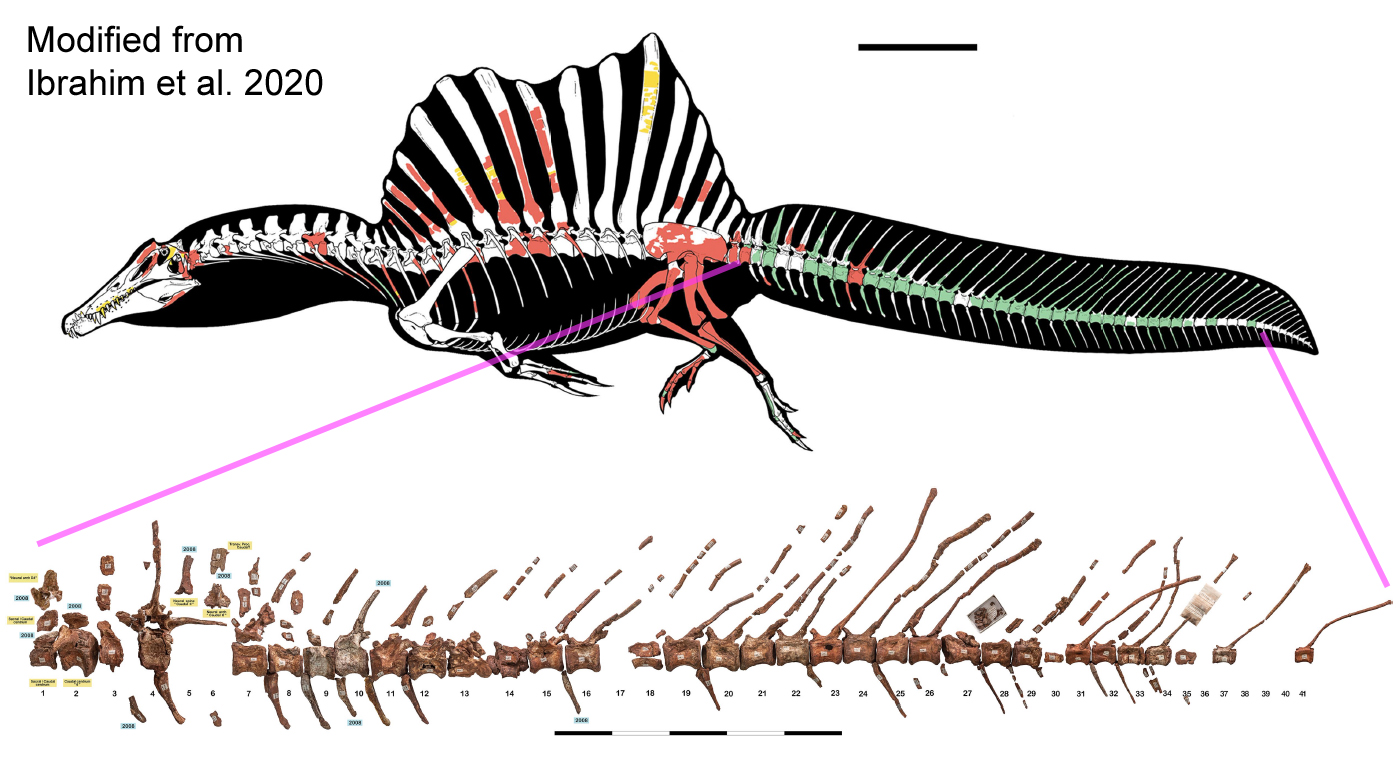 Spinosaurus revisited. | Luis V. Rey Blog