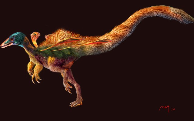 Having Fun with the new, revolutionary Ubirajara jubatus. | Luis V. Rey ...